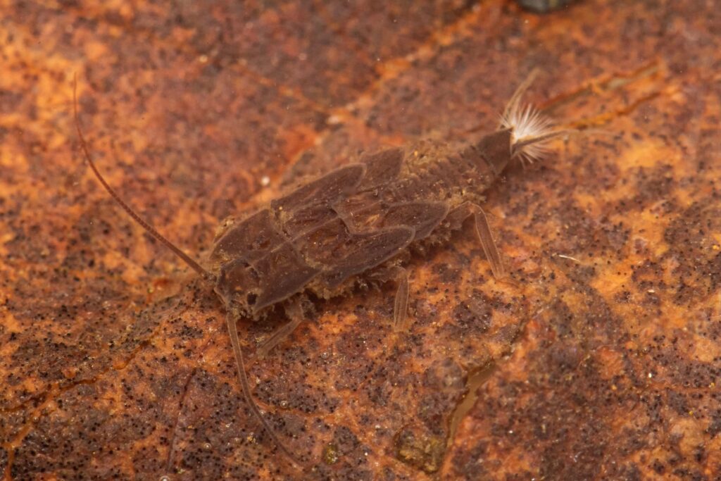 Nova espécie de inseto é descoberta em território mineiro